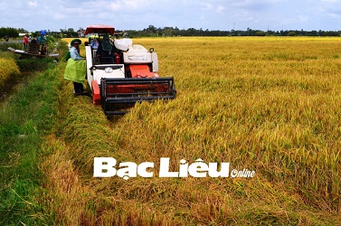 Bạc Liêu: Vụ lúa đông xuân: Nông dân huyện Phước Long trúng mùa